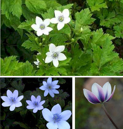 Bach Windröschen - Anemone rivularis günstig kaufen