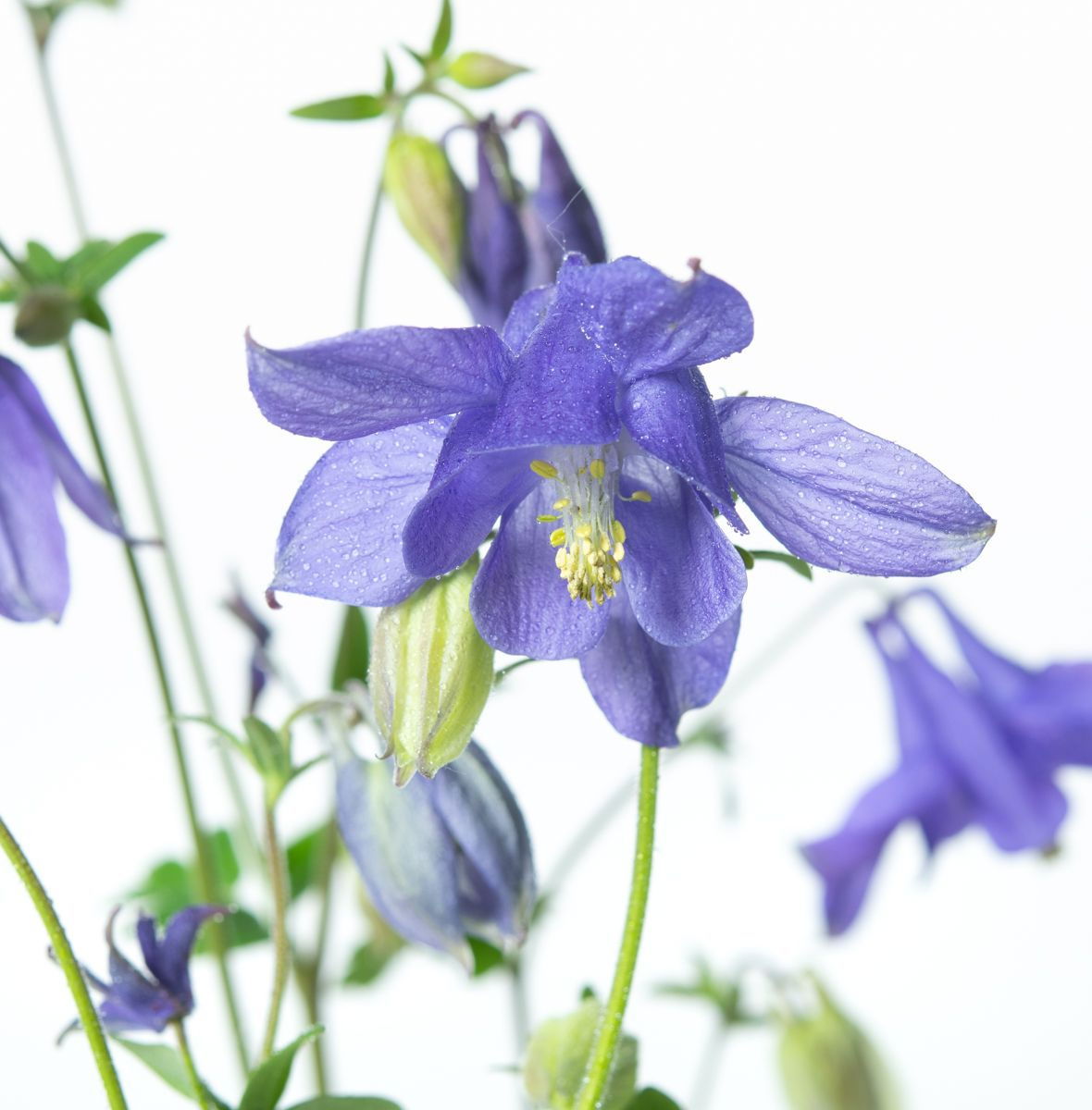 Wald Akelei - Aquilegia vulgaris günstig kaufen