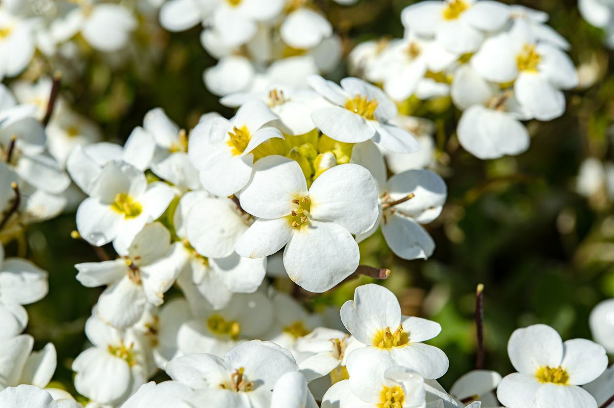 Gänsekresse Pixie Cream - Arabis caucasica Pixie Cream günstig kaufen