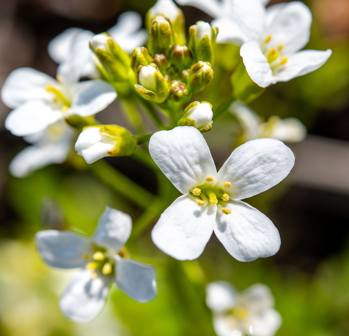 Karpaten-Schaumkresse - Arabis procurrens günstig kaufen