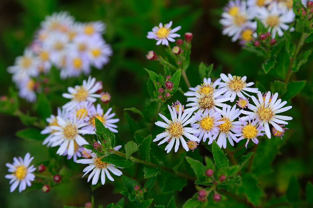 Wildaster Aster Asran - Aster ageratoides Asran günstig kaufen