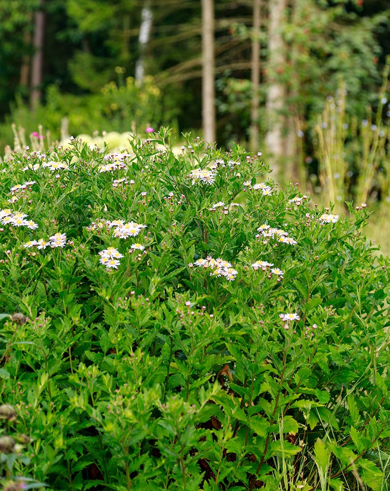 Wildaster Aster Asran - Aster ageratoides Asran günstig kaufen