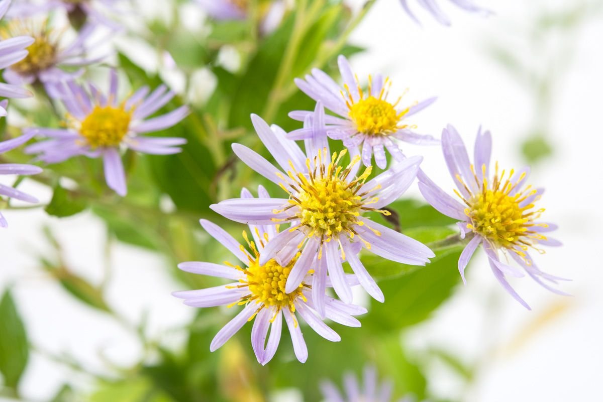 Wildaster Aster Asran - Aster ageratoides Asran günstig kaufen