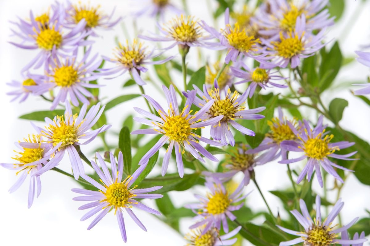 Wildaster Aster Asran - Aster ageratoides Asran günstig kaufen
