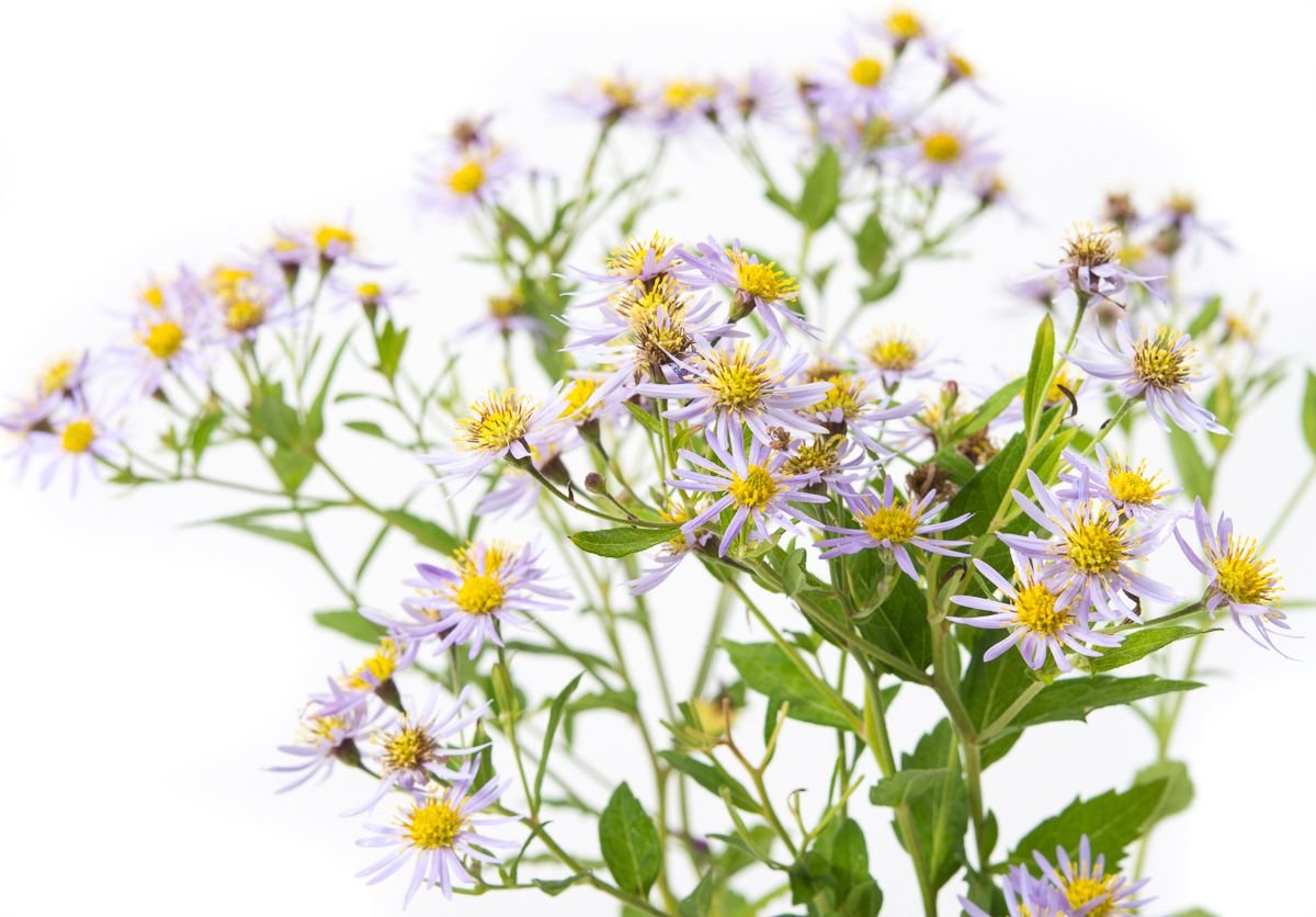 Wildaster Aster Asran - Aster ageratoides Asran günstig kaufen