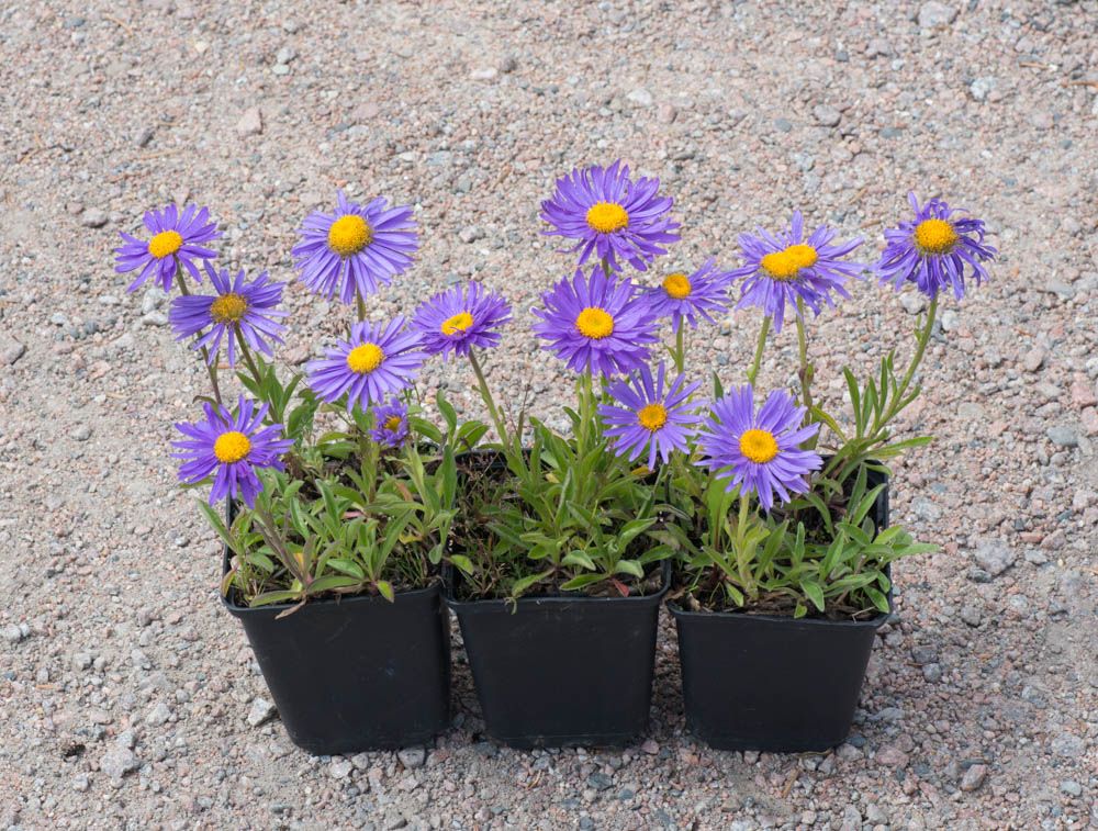 Niedrige Aster Goliath - Aster alpinus Goliath günstig kaufen