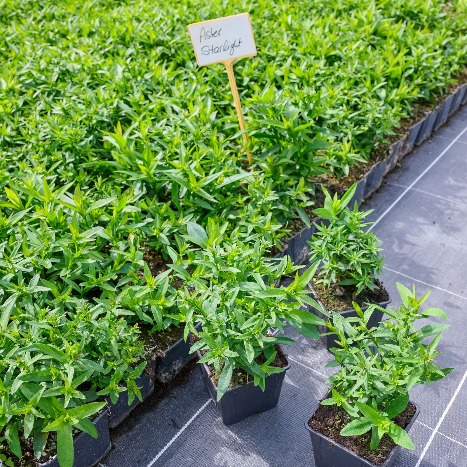 Kissen Aster Starlight - Aster dumosus Starlight günstig kaufen