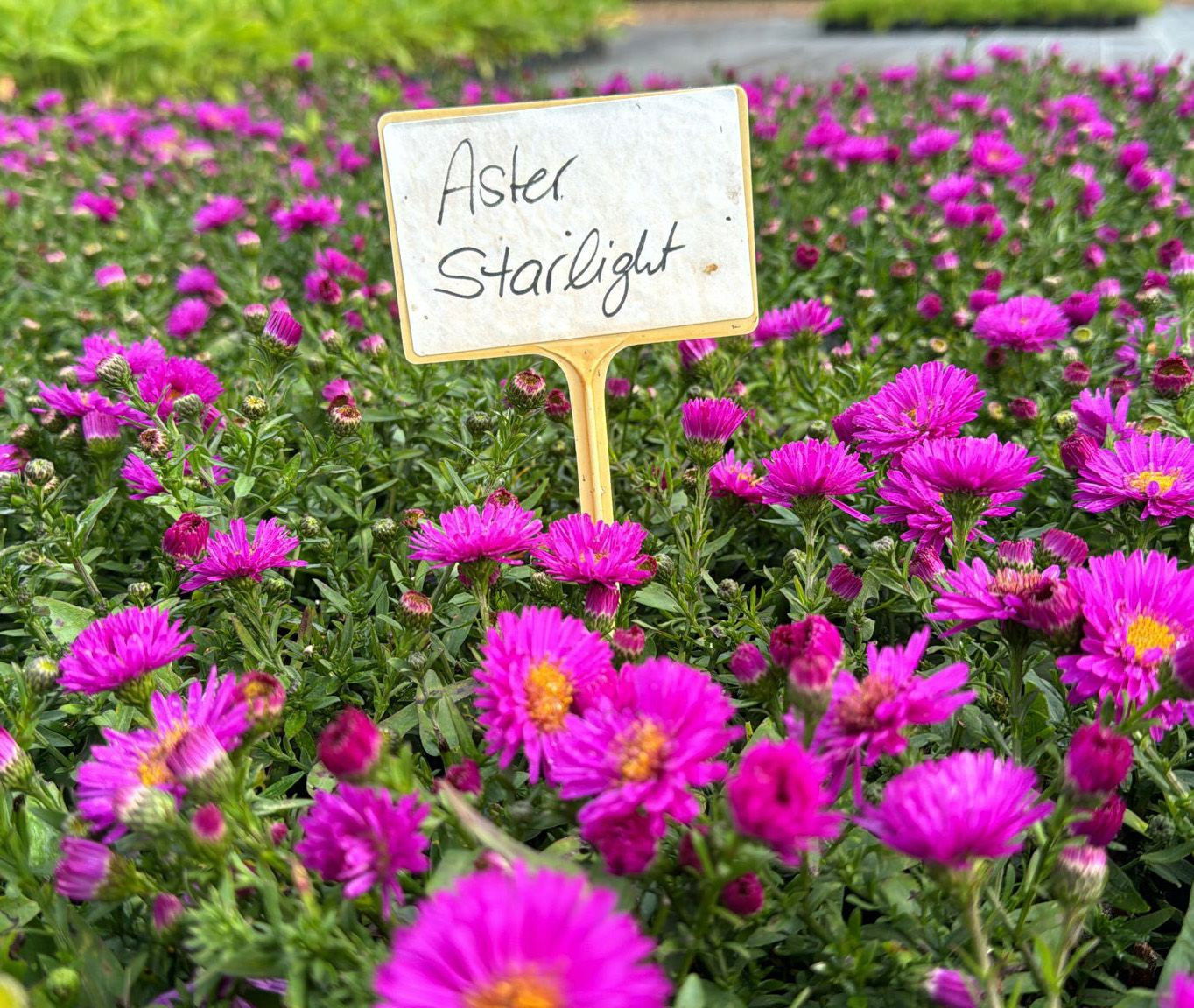 Kissen Aster Starlight - Aster dumosus Starlight günstig kaufen