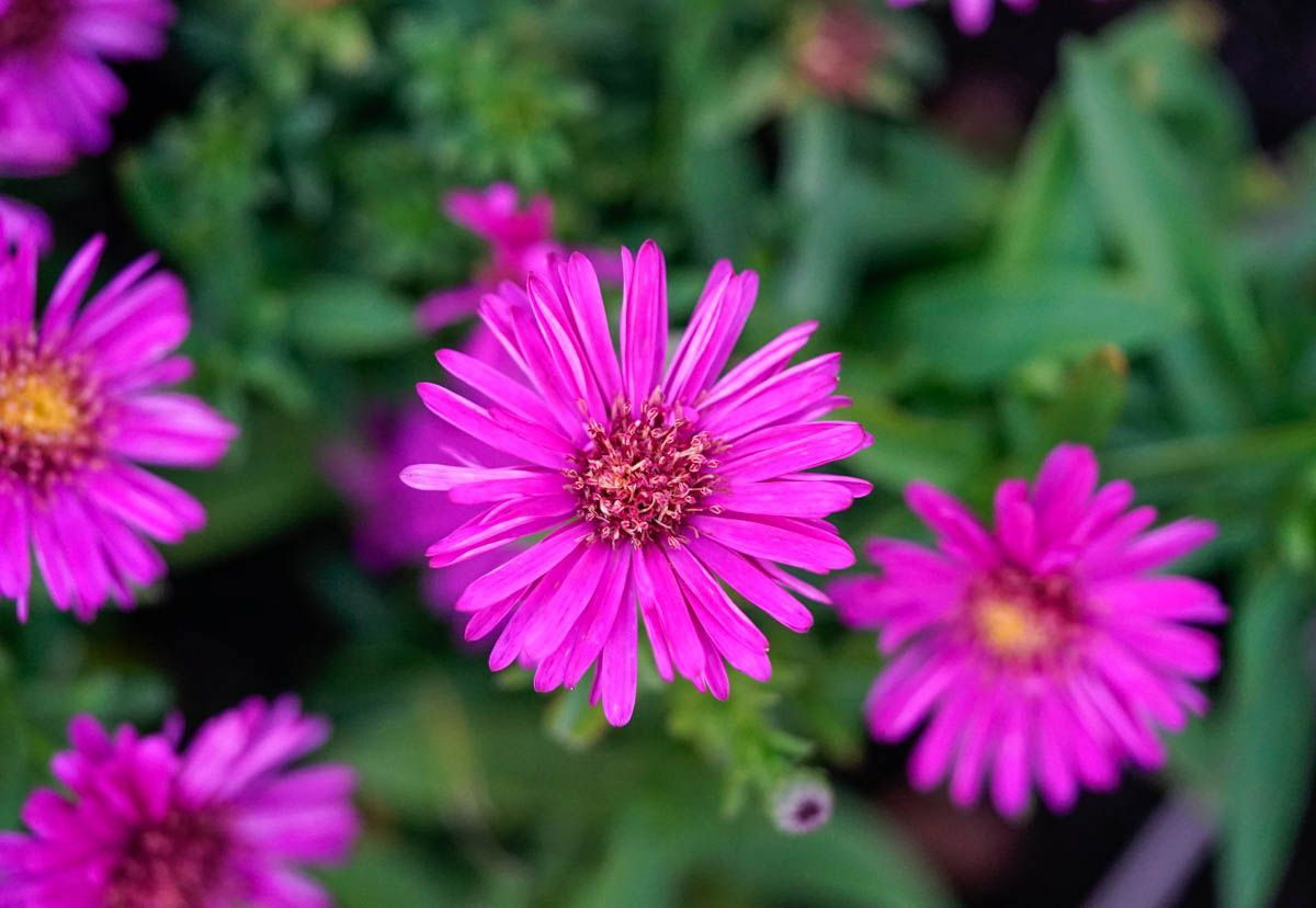 Kissen Aster Starlight - Aster dumosus Starlight günstig kaufen
