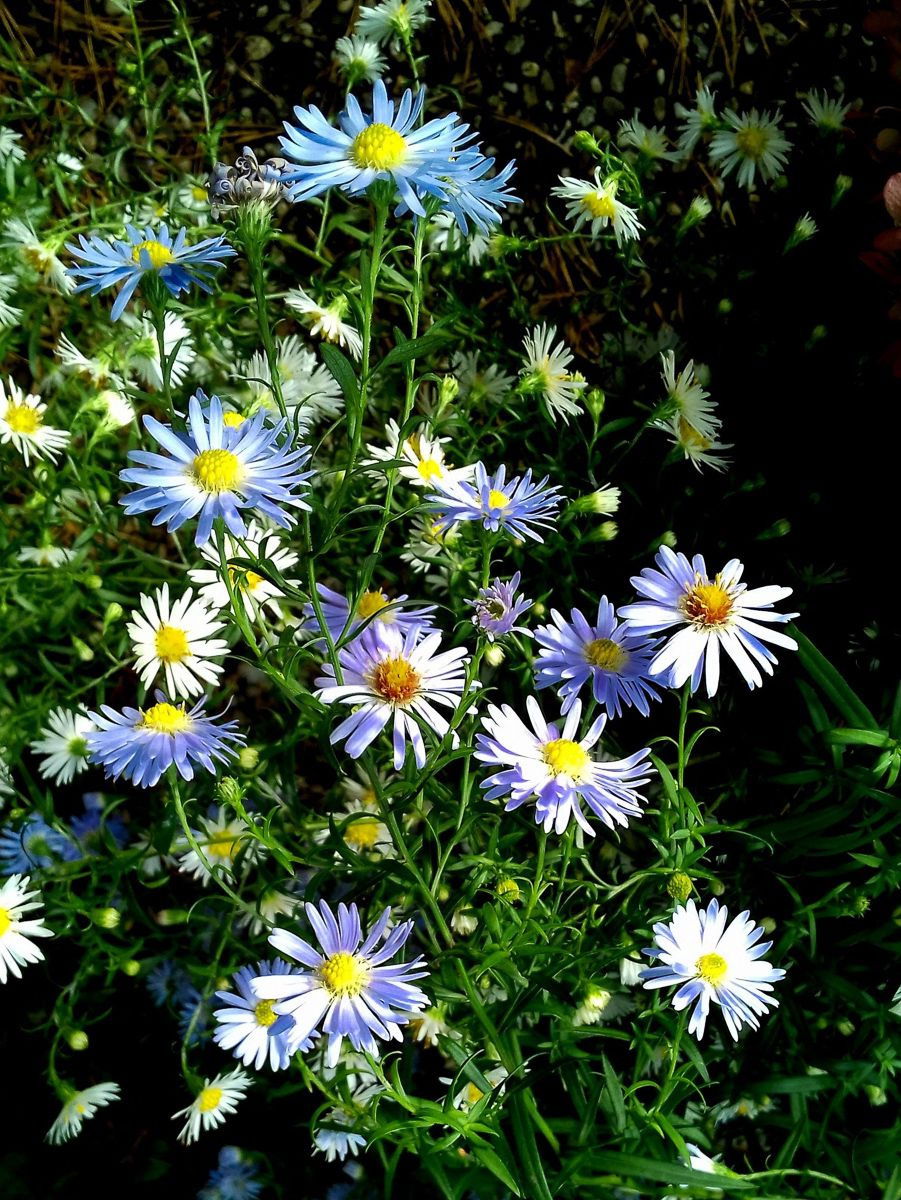 Myrten Aster Blue Wonder - Aster ericoides Blue Wonder günstig kaufen