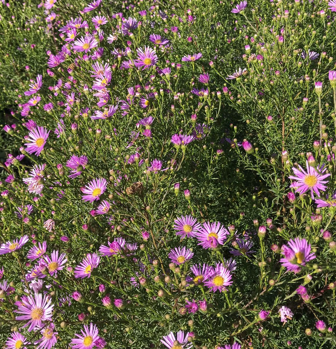 Myrten Aster Rosenmyrthe - Aster ericoides Rosenmyrthe günstig kaufen