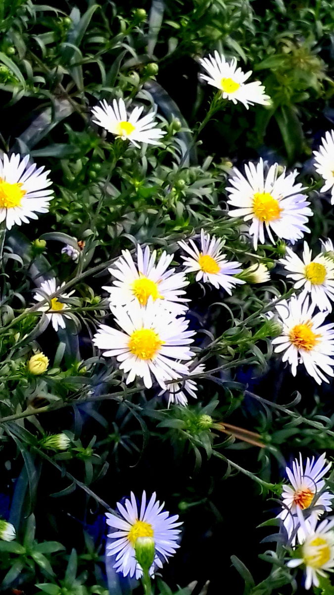 Myrten Aster Golden Spray - Aster ericoides Golden Spray günstig kaufen