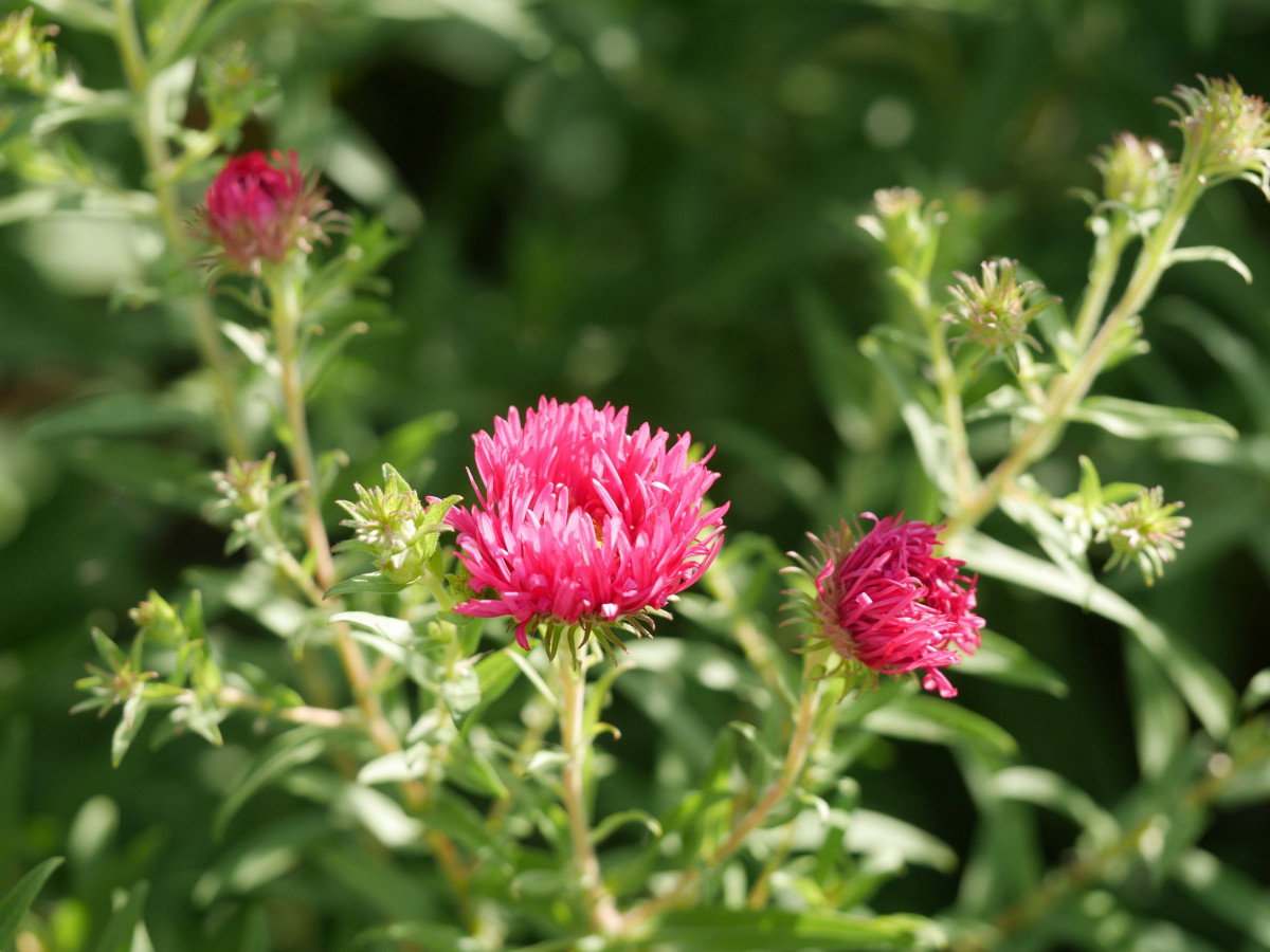 Raublatt Aster Alma Pötschke - Aster novae angliae Alma Pötschke ...
