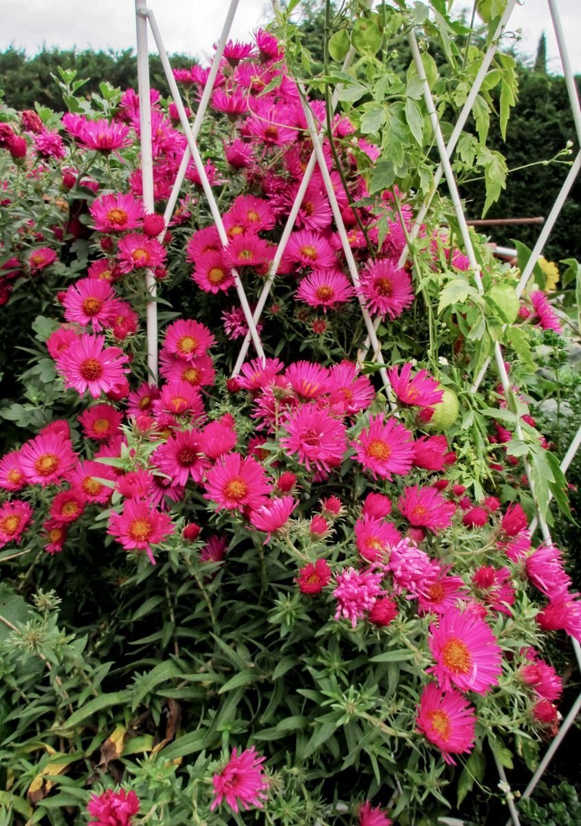 Raublatt Aster Alma Pötschke - Aster novae angliae Alma Pötschke ...