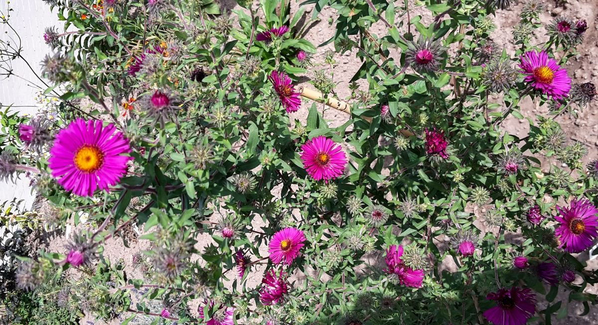 Raublatt Aster Septemberrubin - Aster novae angliae Septemberrubin ...