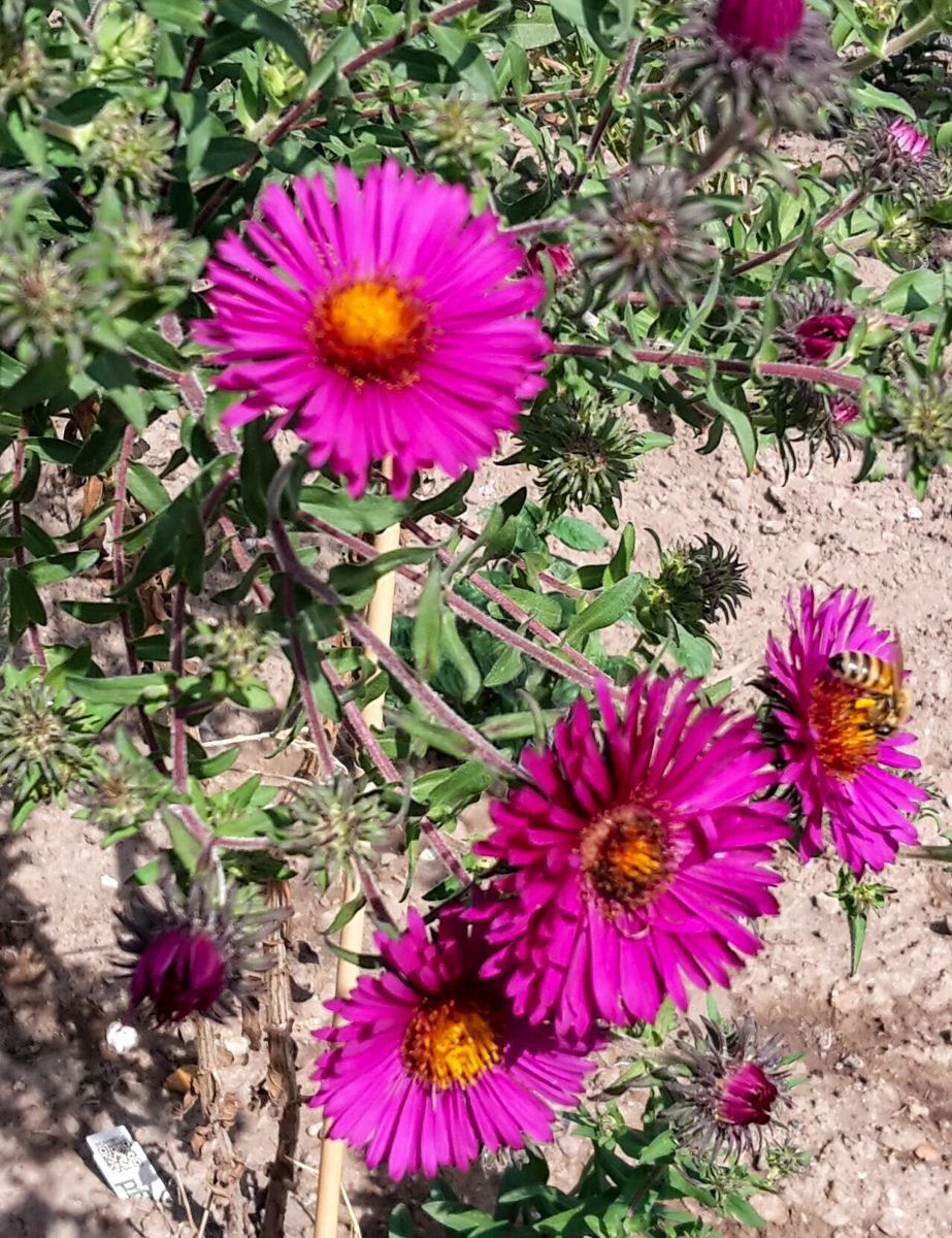 Raublatt Aster Septemberrubin - Aster novae angliae Septemberrubin ...