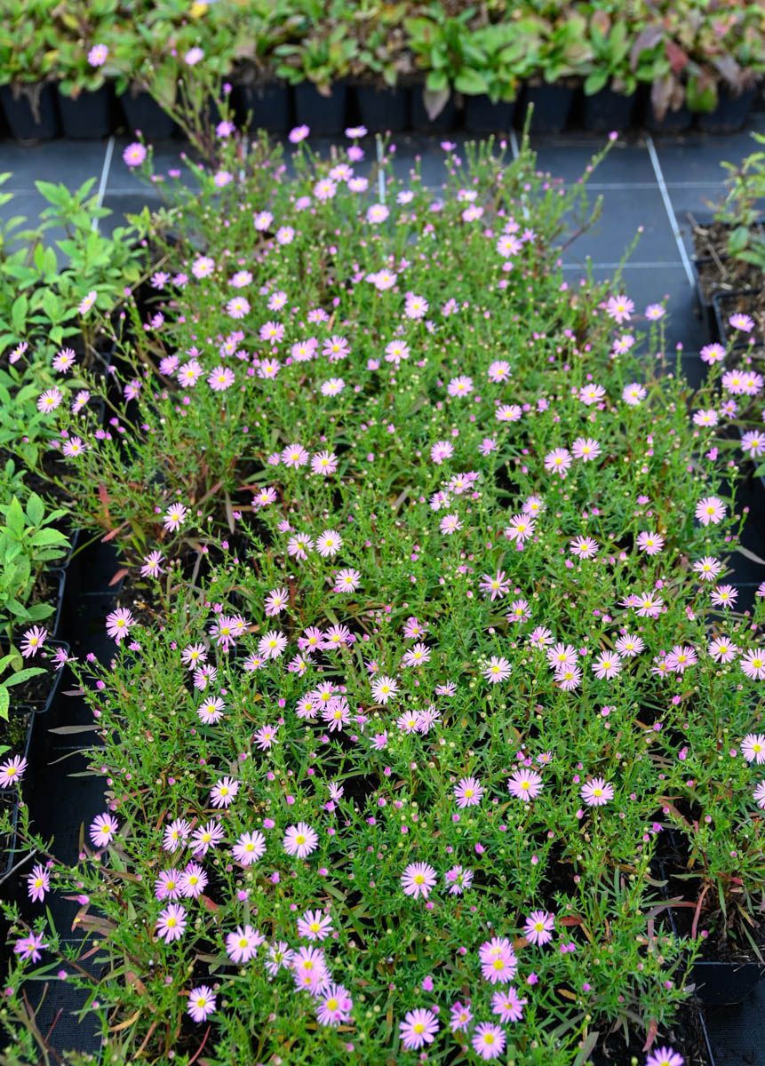 Myrten-Aster Pink Star - Aster ericoides Pink Star günstig kaufen