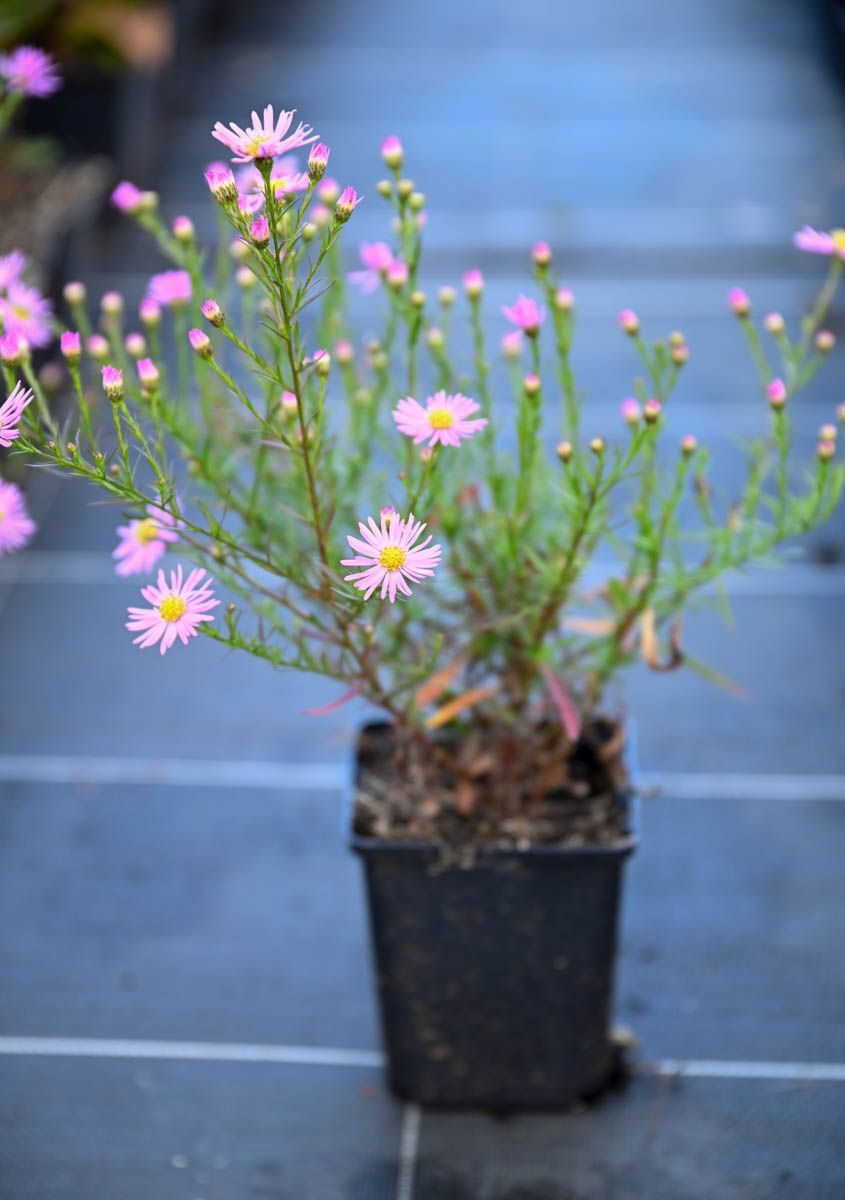 Myrten-Aster Pink Star - Aster ericoides Pink Star günstig kaufen