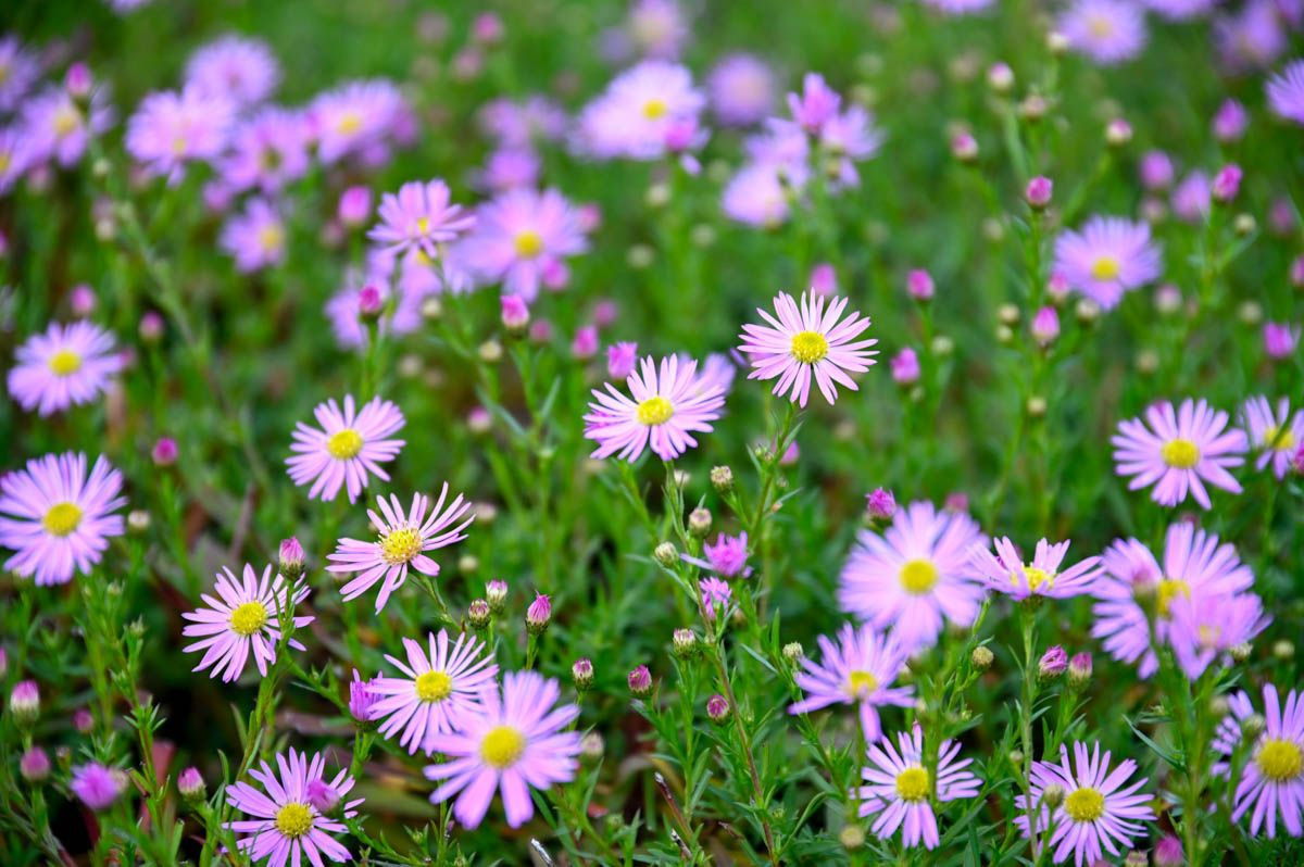 Myrten-Aster Pink Star - Aster ericoides Pink Star günstig kaufen
