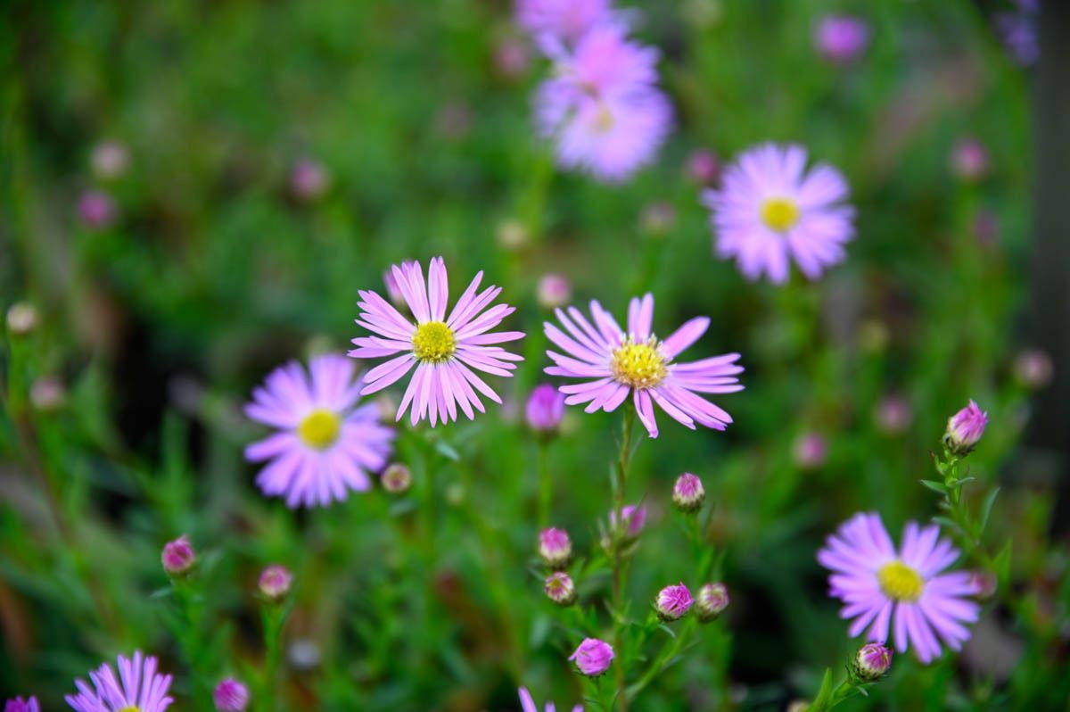 Myrten-Aster Pink Star - Aster ericoides Pink Star günstig kaufen