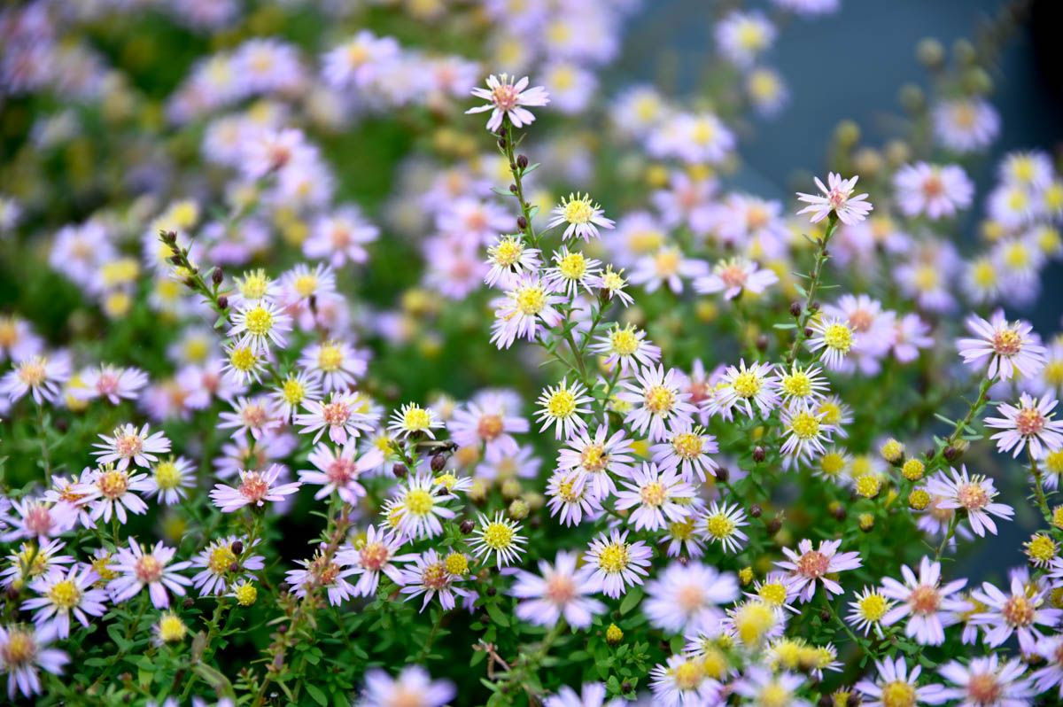 Ruten Aster Lovely - Aster vimineus Lovely günstig kaufen