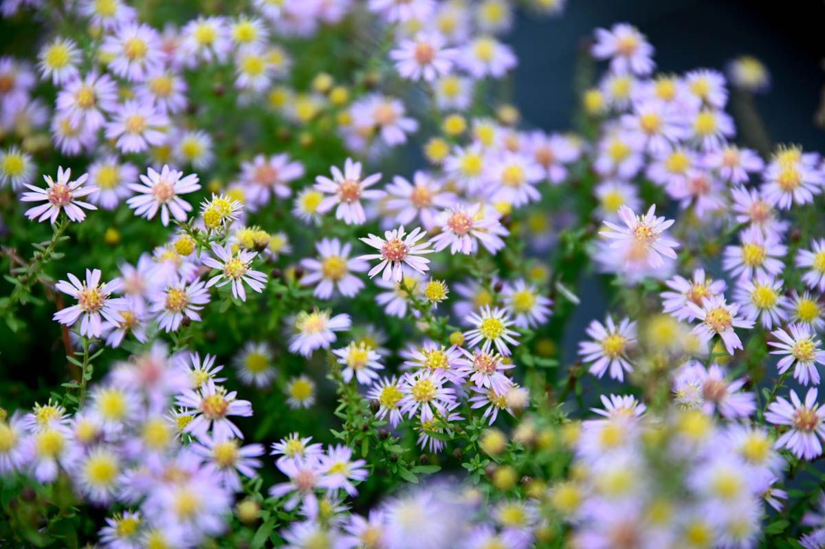 Ruten Aster Lovely - Aster vimineus Lovely günstig kaufen