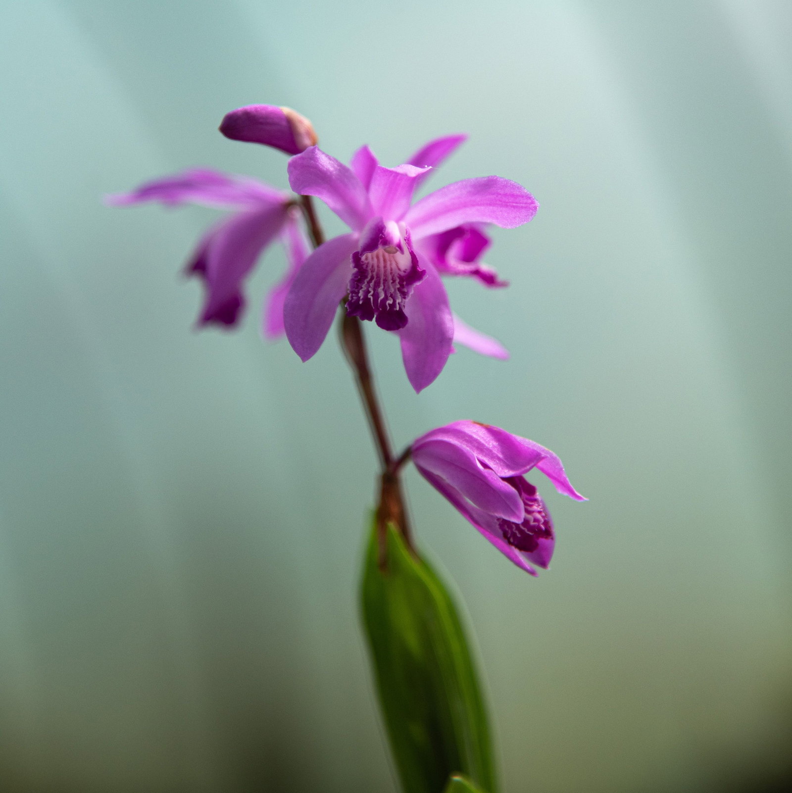 China-Freiland-Orchidee - Bletilla striata günstig kaufen