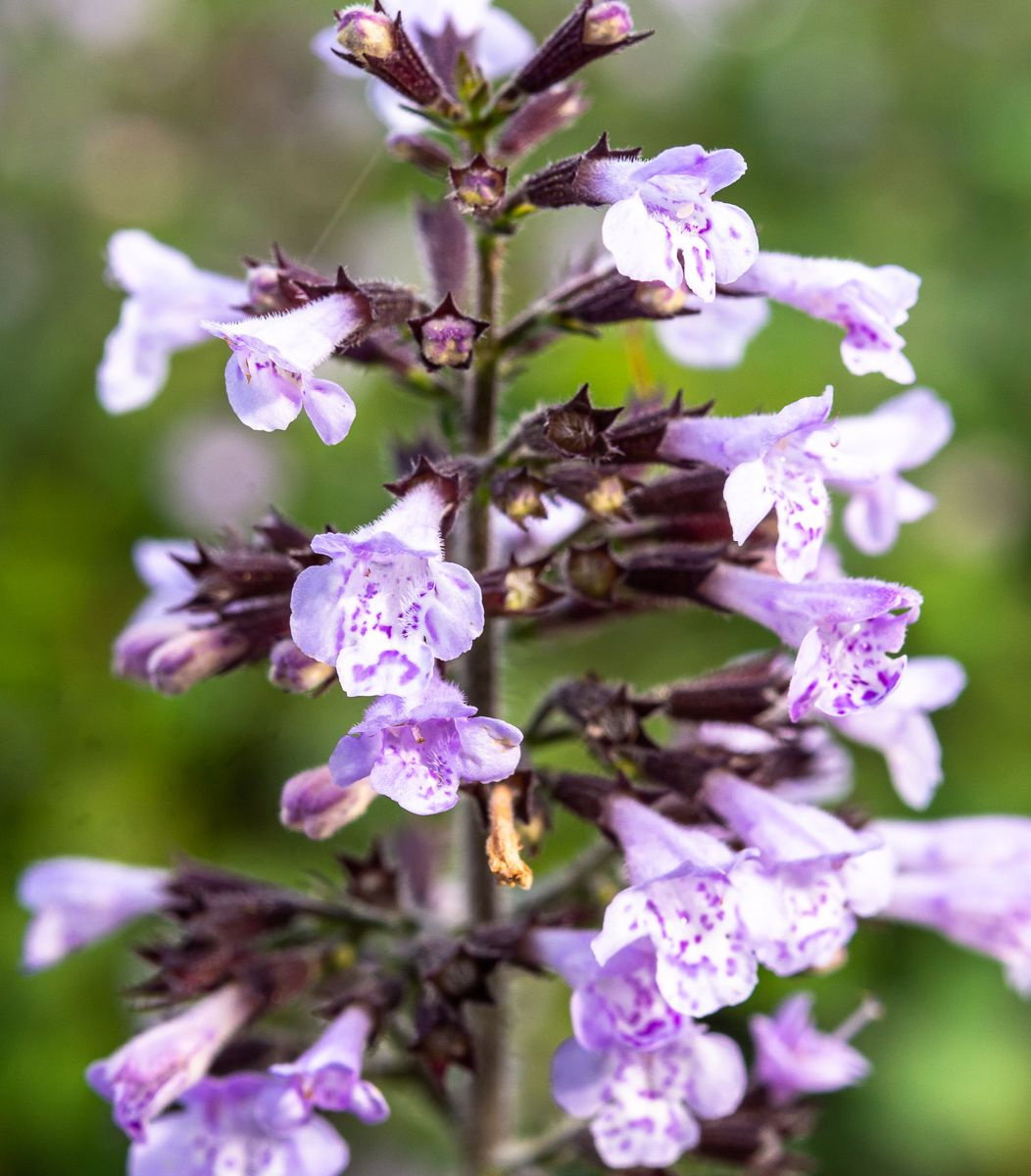 Großblütige Bergminze Variegata - Calamintha grandiflora Variegata ...