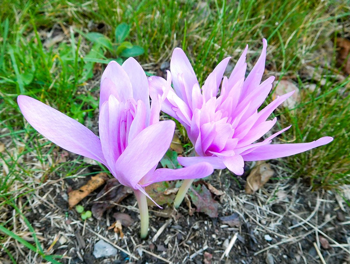 Herbstzeitlose - Colchicum autumnale günstig kaufen