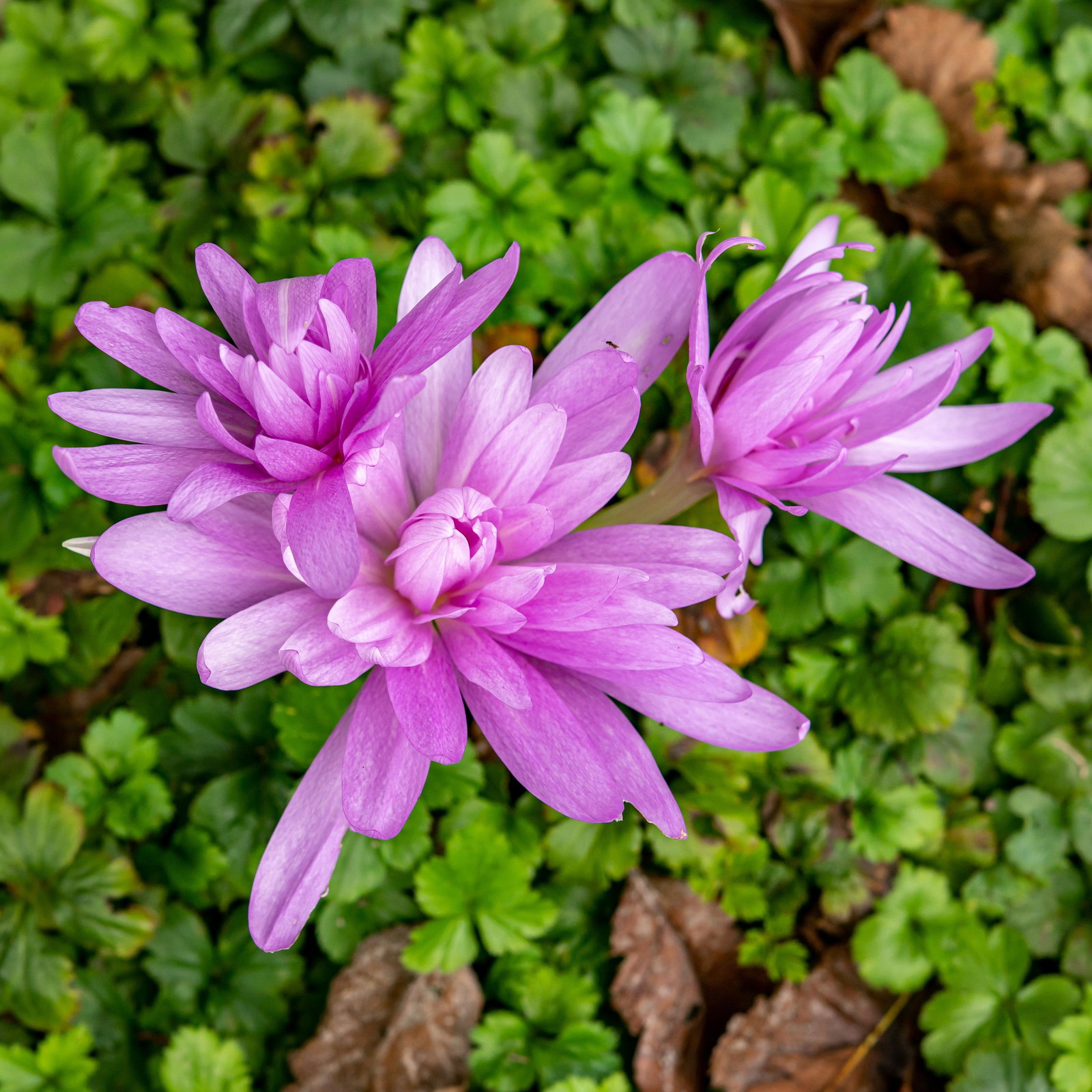 Bornmuellers Herbst Zeitlose - Colchicum bornmuelleri günstig kaufen