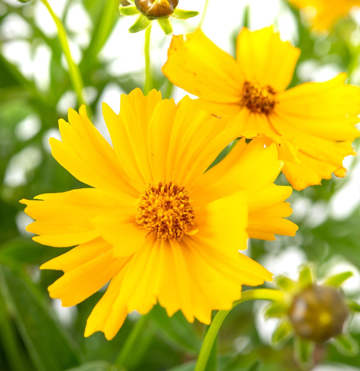 Großblumiges Mädchenauge Little Bang Starlight - Coreopsis grandiflora ...