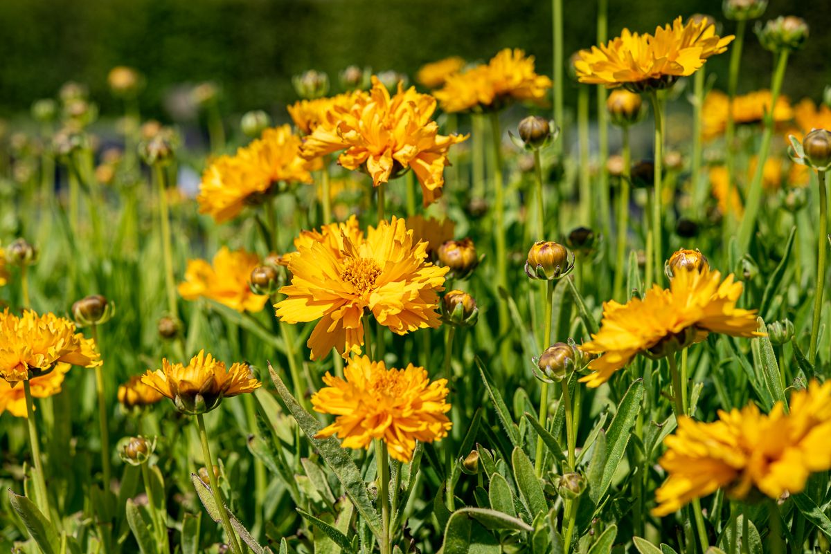 Mädchenauge Sunray - Coreopsis grandiflora Sunray günstig kaufen