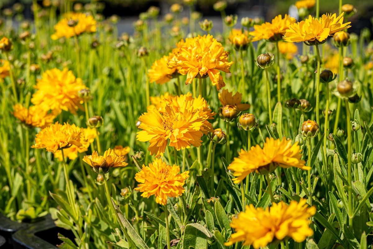Mädchenauge Sunray - Coreopsis grandiflora Sunray günstig kaufen
