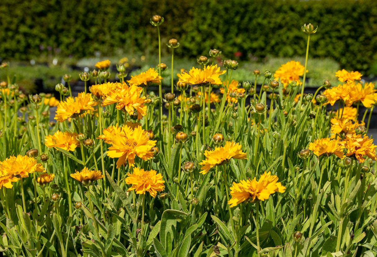 Mädchenauge Sunray - Coreopsis grandiflora Sunray günstig kaufen