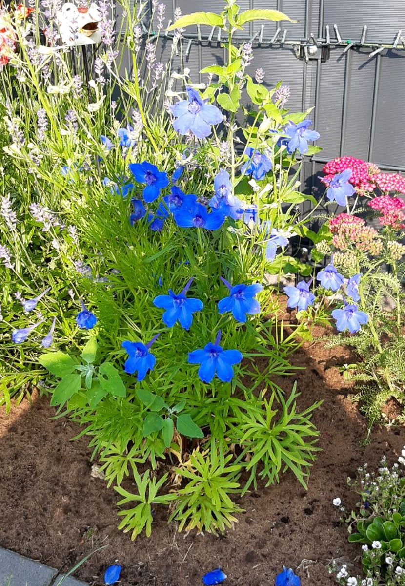 Zwergiger Rittersporn Blauer Zwerg - Delphinium grandiflorum Blauer Zwerg günstig kaufen