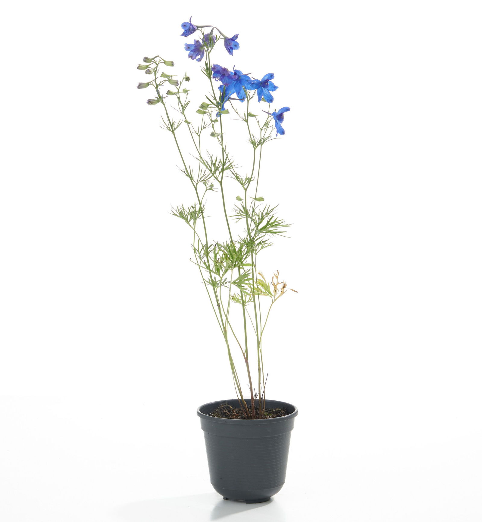 Zwergiger Rittersporn Blauer Zwerg - Delphinium grandiflorum Blauer Zwerg günstig kaufen