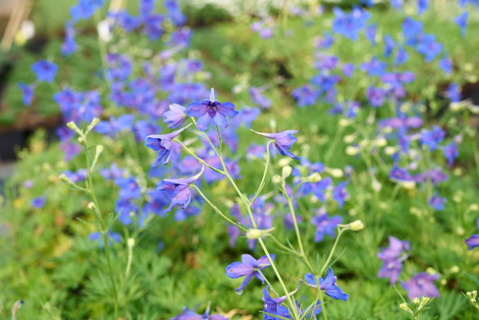 Zwergiger Rittersporn Blauer Zwerg - Delphinium grandiflorum Blauer Zwerg günstig kaufen