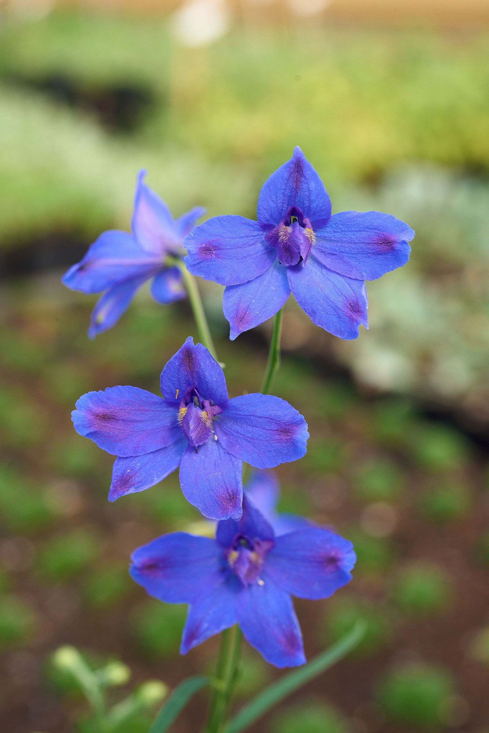 Zwergiger Rittersporn Blauer Zwerg - Delphinium grandiflorum Blauer Zwerg günstig kaufen