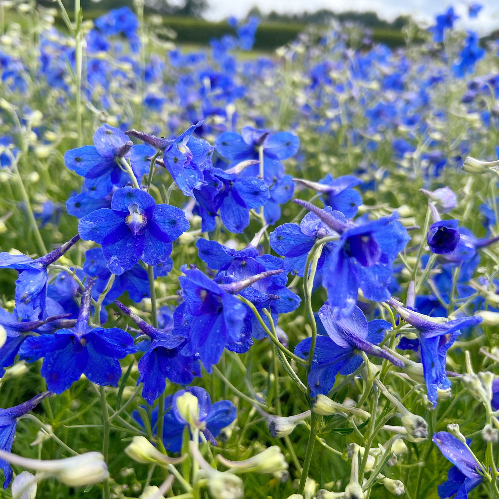 Zwergiger Rittersporn Blauer Zwerg - Delphinium grandiflorum Blauer Zwerg günstig kaufen