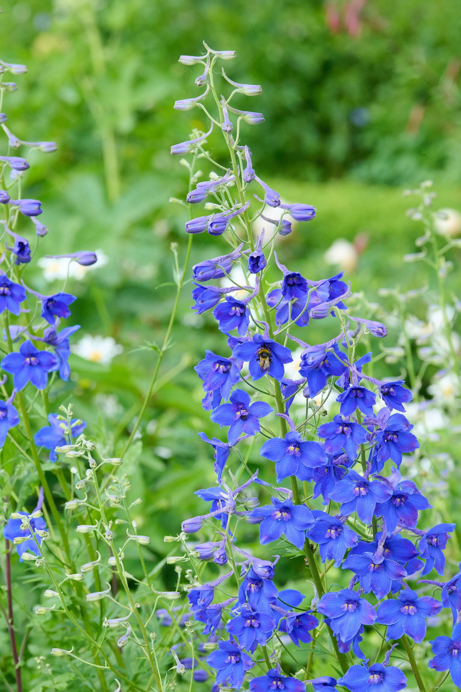 Zwergiger Rittersporn Blauer Zwerg - Delphinium grandiflorum Blauer Zwerg günstig kaufen