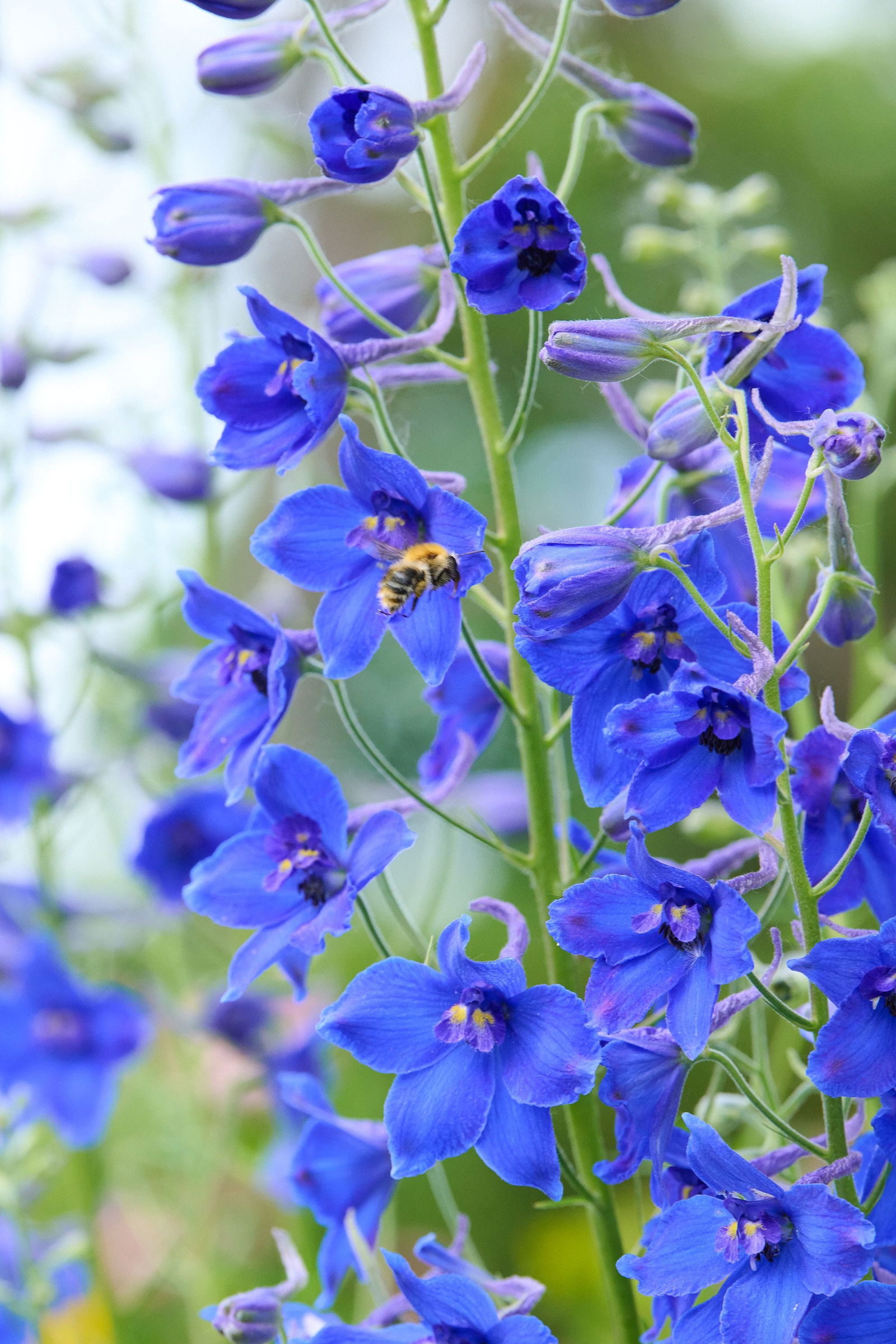 Zwergiger Rittersporn Blauer Zwerg - Delphinium grandiflorum Blauer Zwerg günstig kaufen