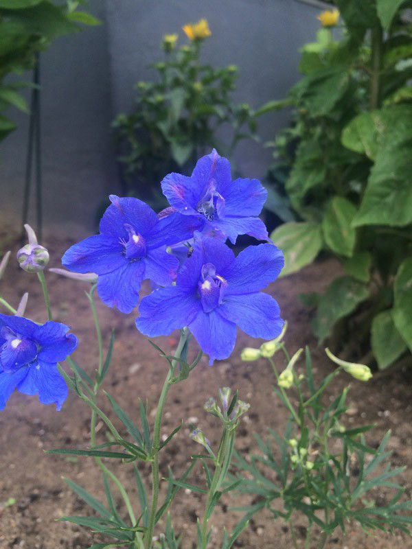Zwergiger Rittersporn Blauer Zwerg - Delphinium grandiflorum Blauer Zwerg günstig kaufen