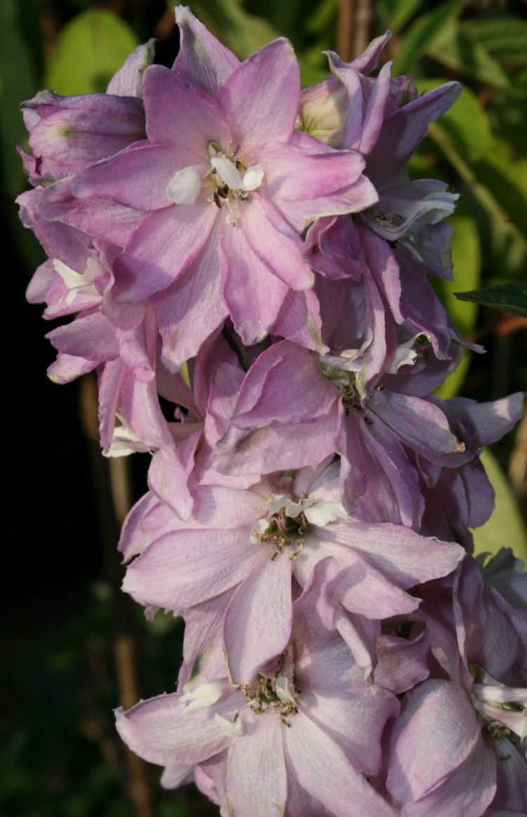Pacific Rittersporn Astolat - Delphinium Pacific Astolat günstig kaufen