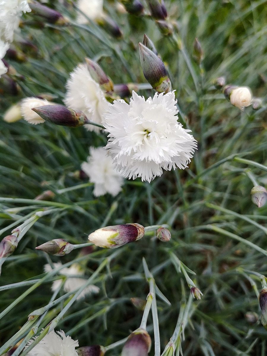 Federnelke Helen - Dianthus plumarius Helen günstig kaufen