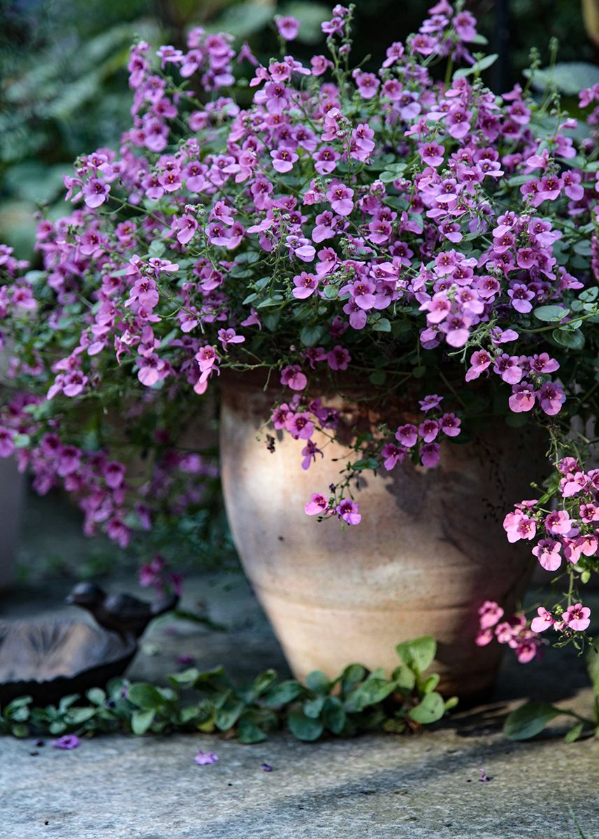 Doppelhörnchen Ruby Field - Diascia barberae Ruby Field günstig kaufen