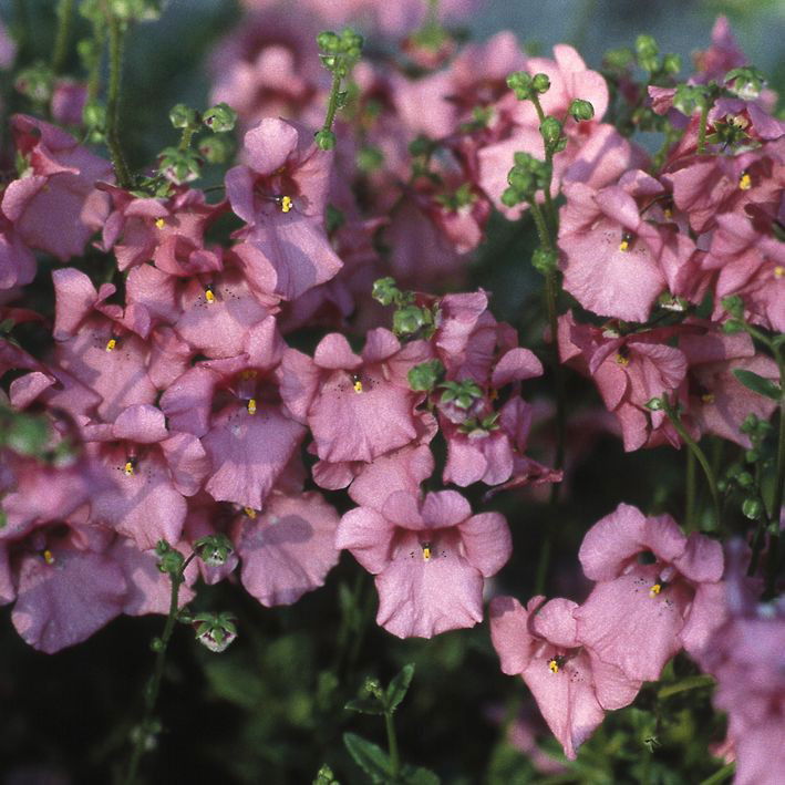 Doppelhörnchen Ruby Field - Diascia barberae Ruby Field günstig kaufen