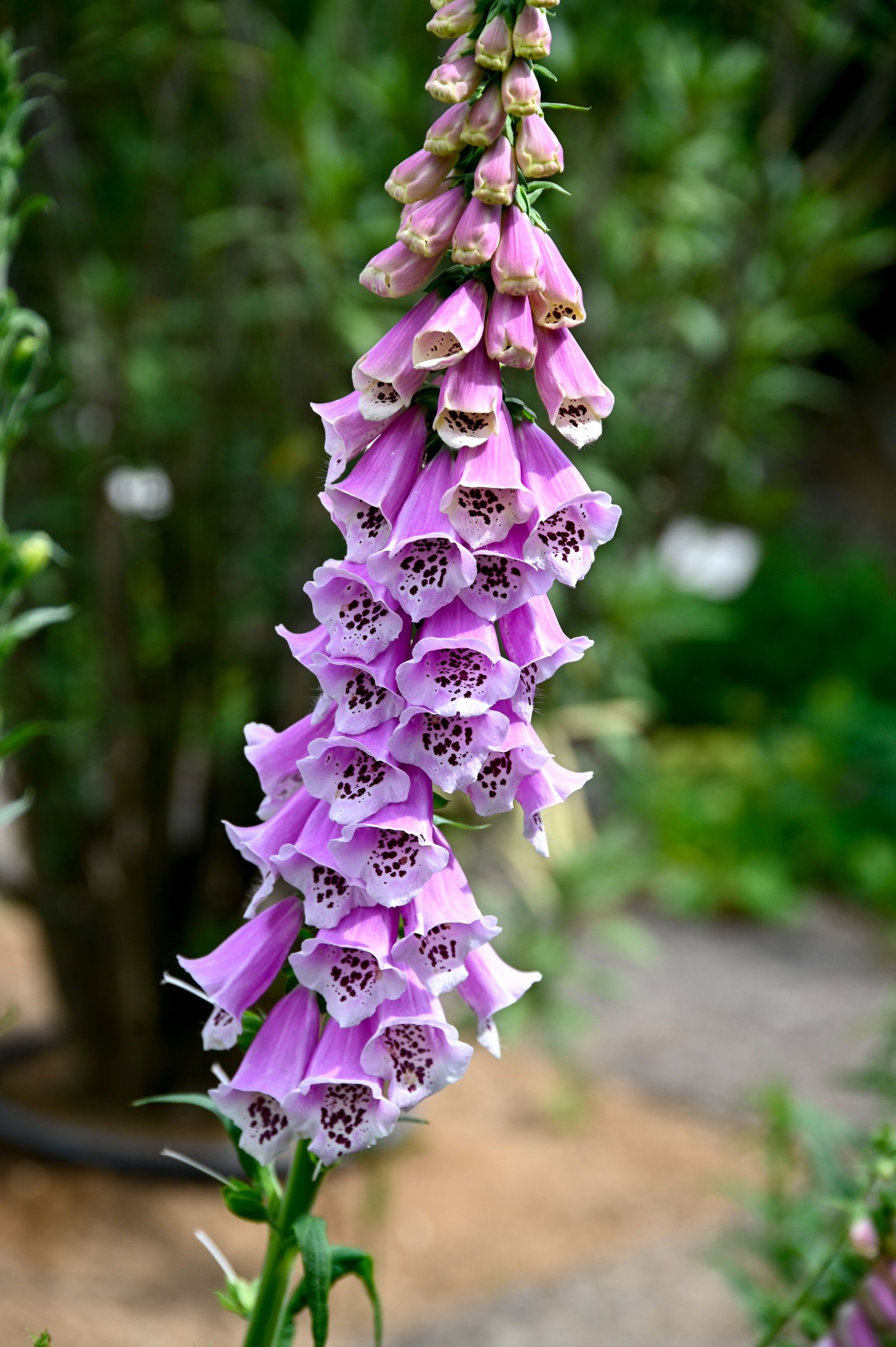 Rotblühender Fingerhut - Digitalis purpurea günstig kaufen