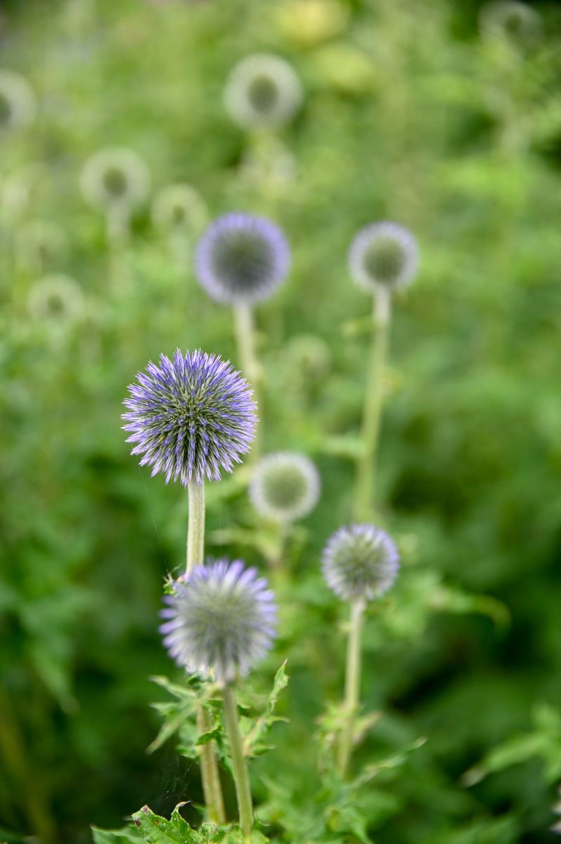 Ruthenische Kugeldistel - Echinops ritro günstig kaufen