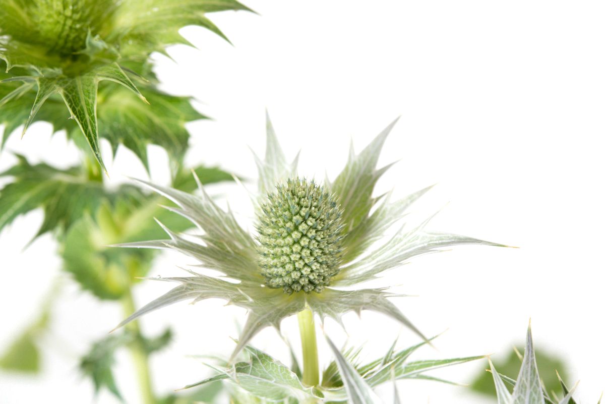 Elfenbein-Distel - Eryngium giganteum günstig kaufen