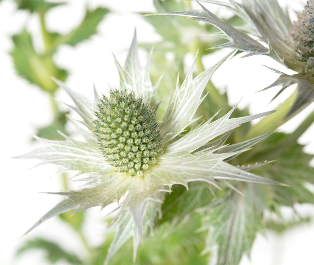 Elfenbein-Distel - Eryngium giganteum günstig kaufen